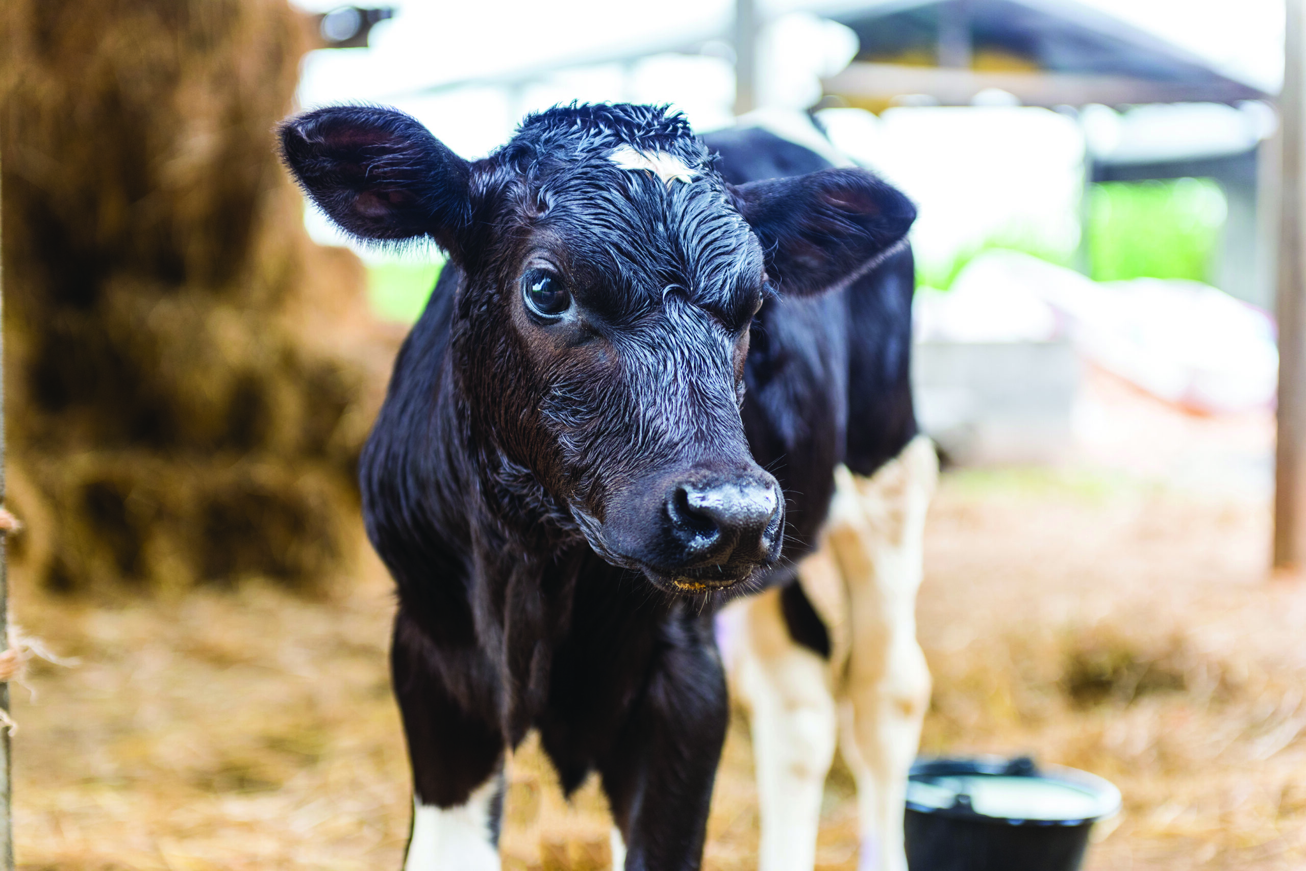 Calf scours: Key considerations for prevention, treatment and recovery ...