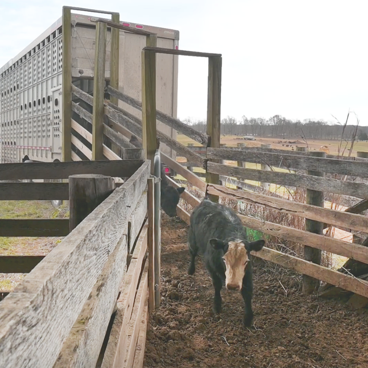 Transport calves without transporting trouble - TechMix Global