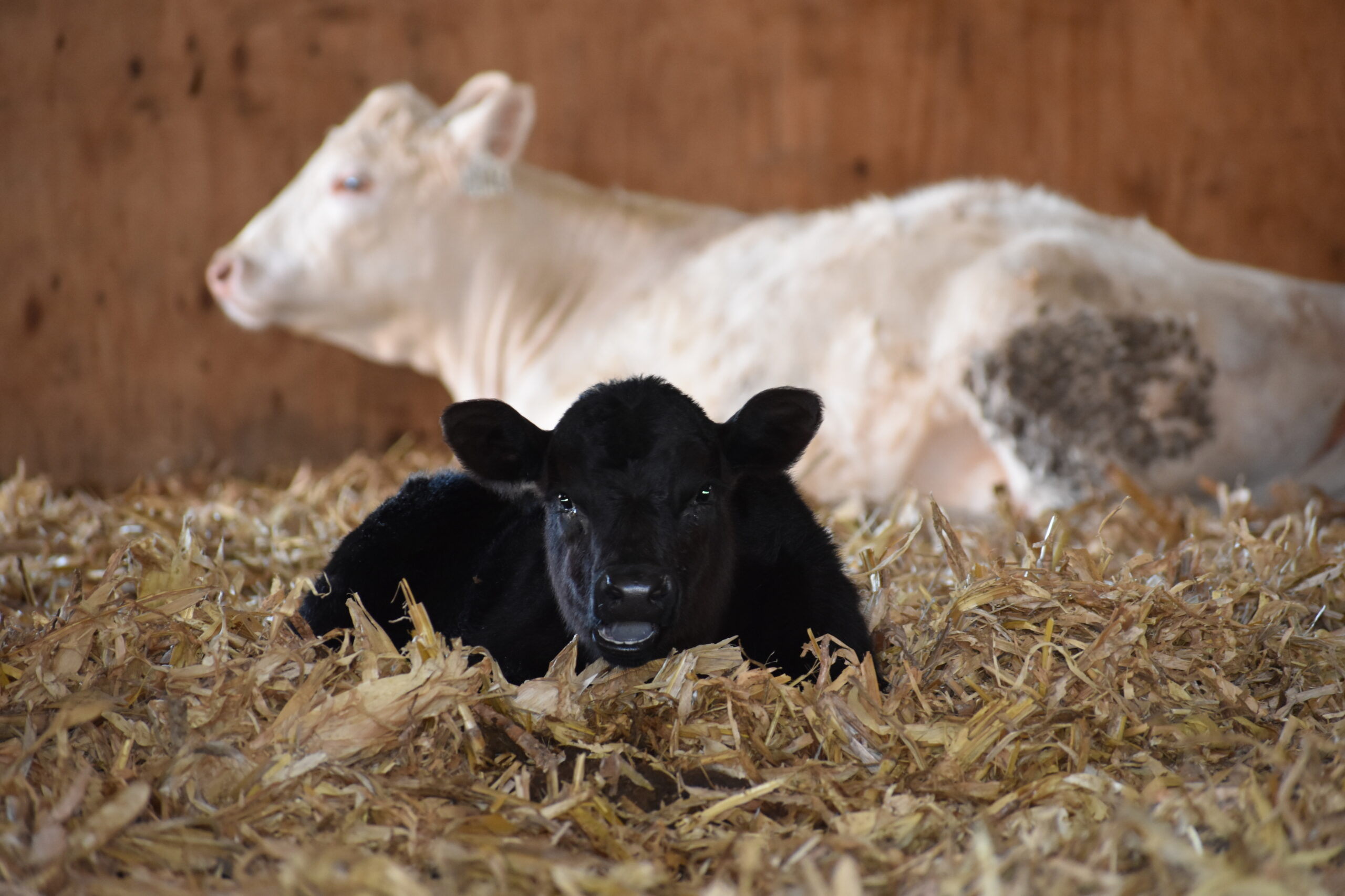 Stimulate At‑Risk Beef Calves to Stand & Eat Faster - TechMix Global
