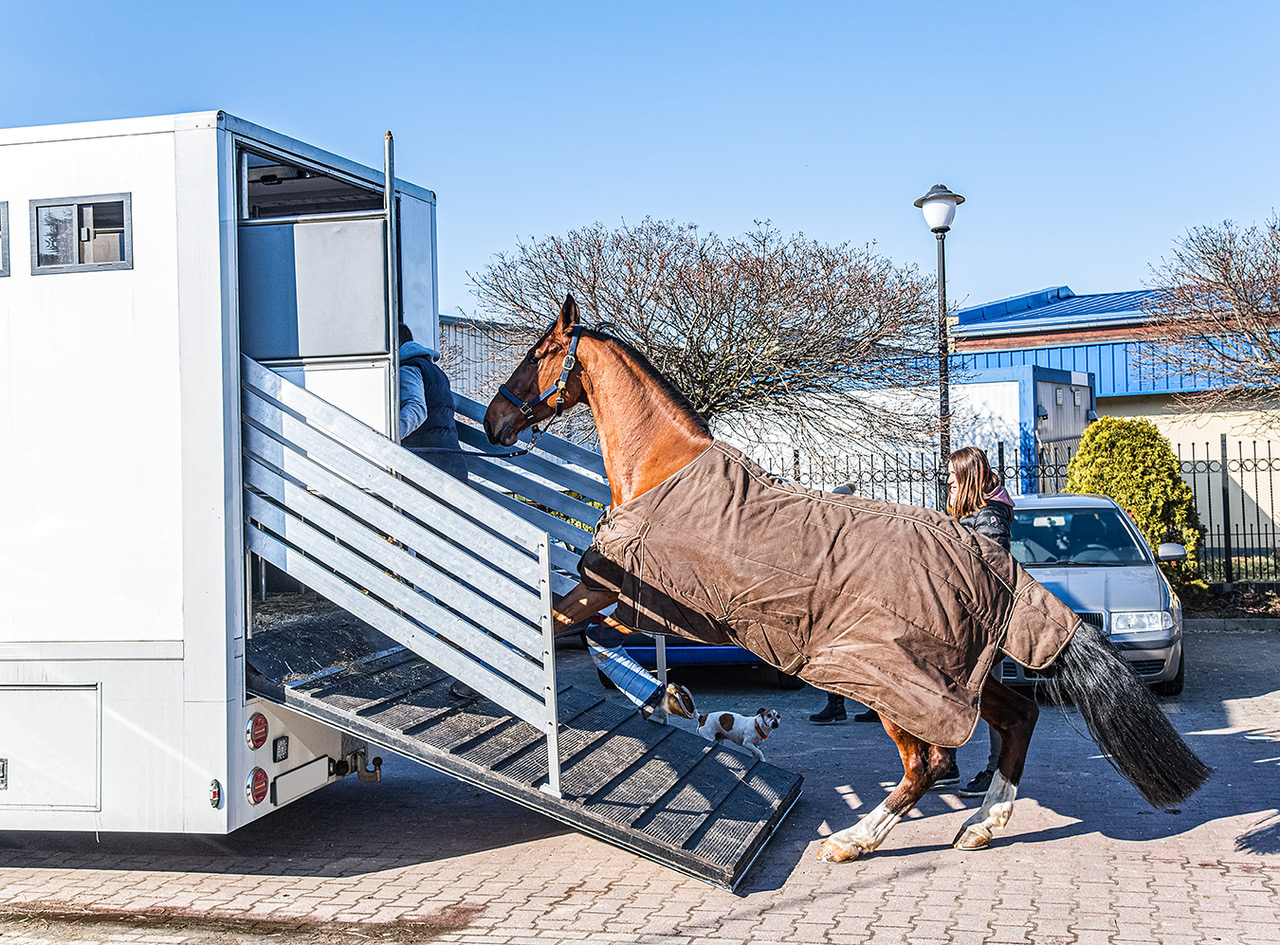Clinical Strategies to Reduce Equine Stress - TechMix Global