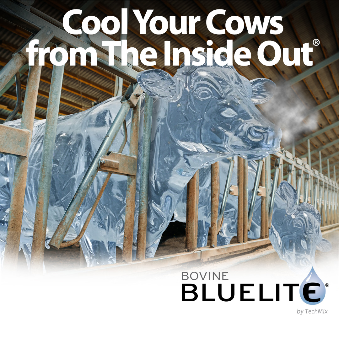 Cool Your Cows from The Inside Out Treatments - TechMix Global